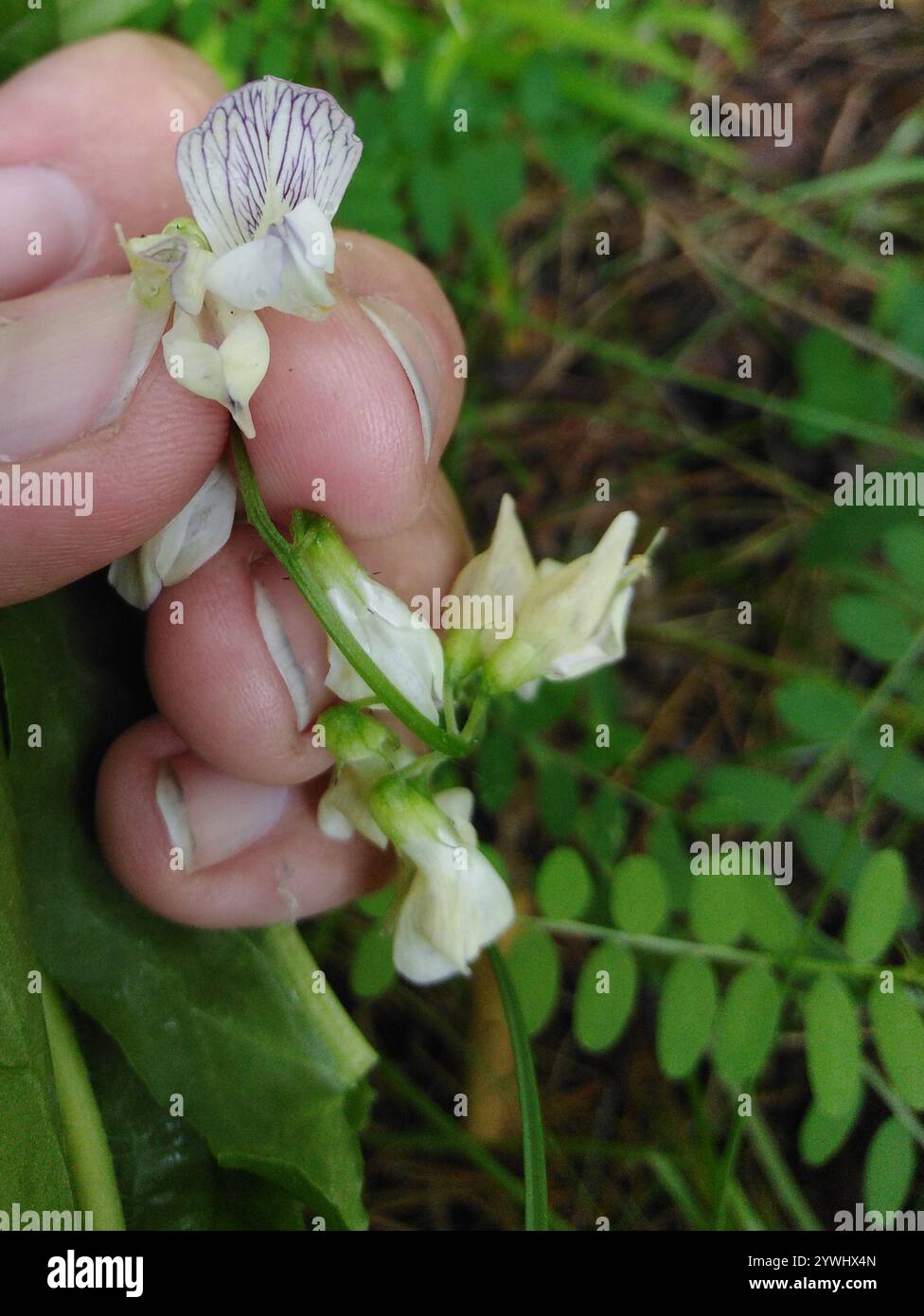 Wood Vetch (Vicia sylvatica Stock Photo - Alamy