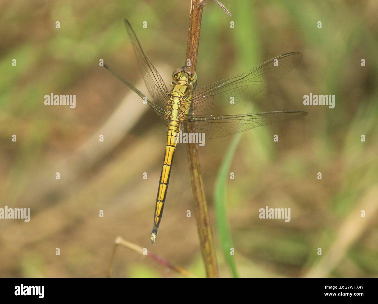 Slender blue skimmer hi-res stock photography and images - Alamy