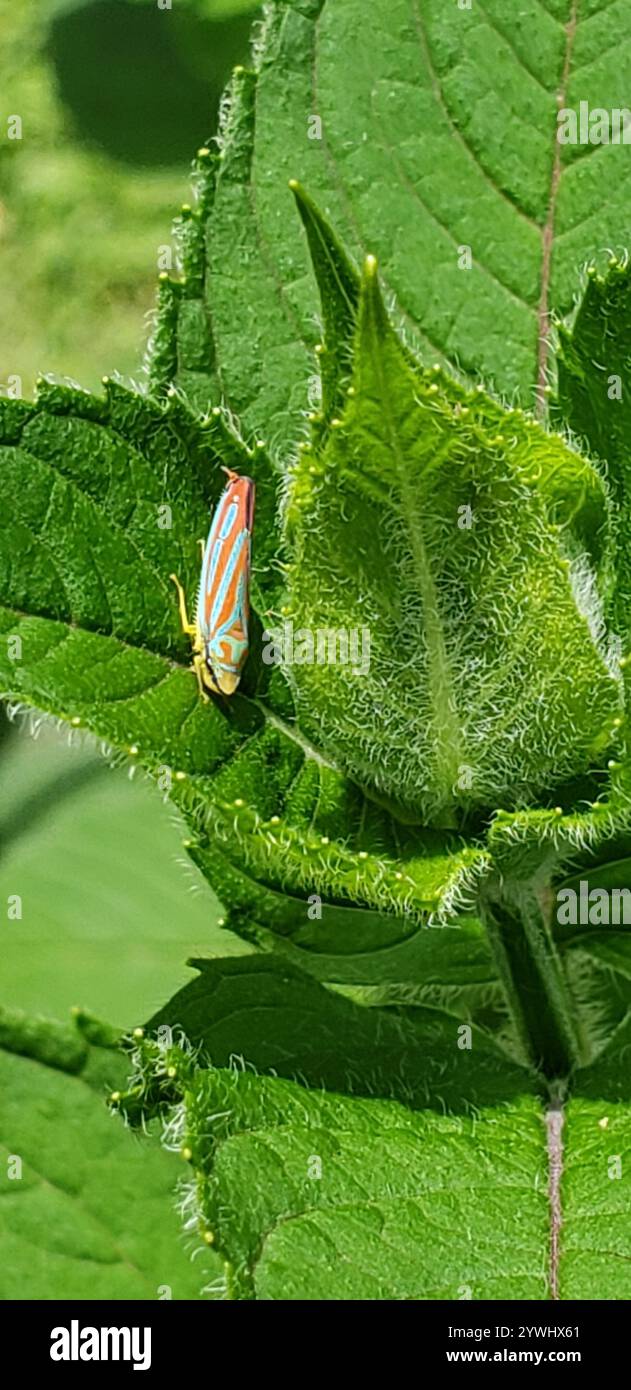 Red-banded Leafhopper (Graphocephala coccinea Stock Photo - Alamy