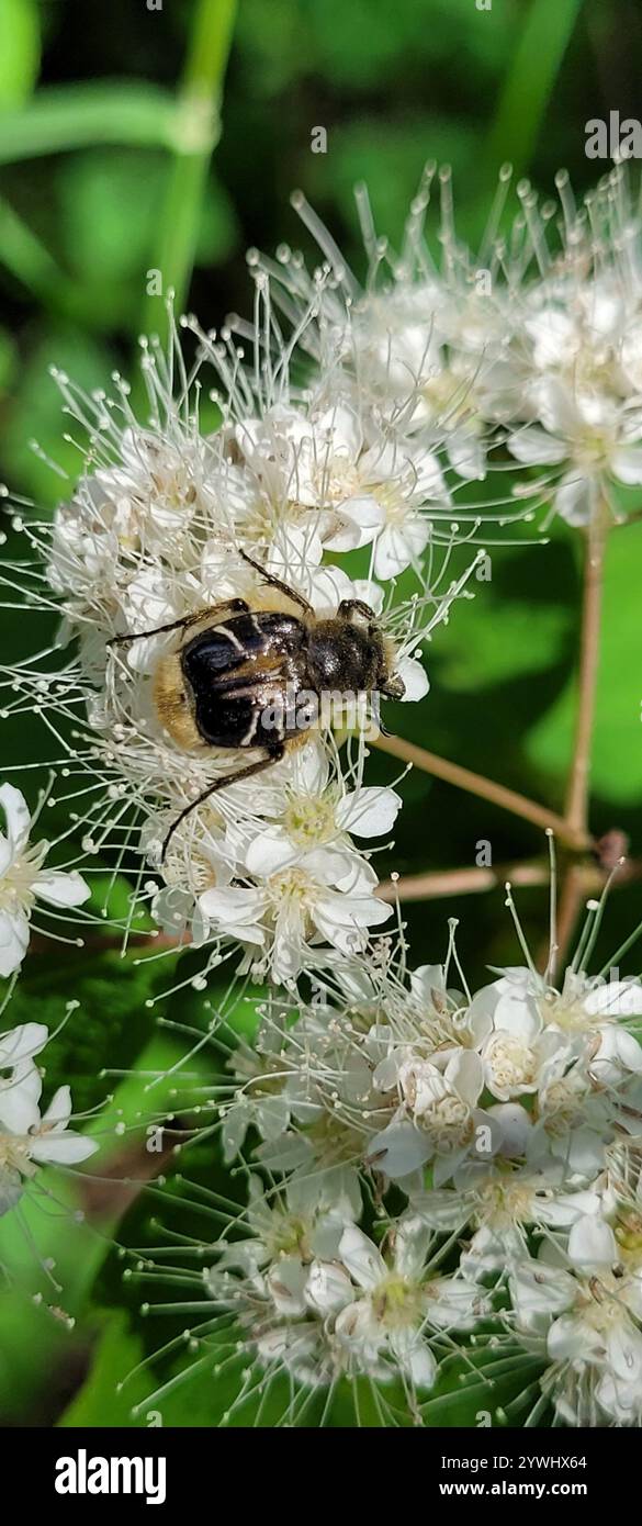 Bee-mimic Beetle (Trichiotinus assimilis Stock Photo - Alamy