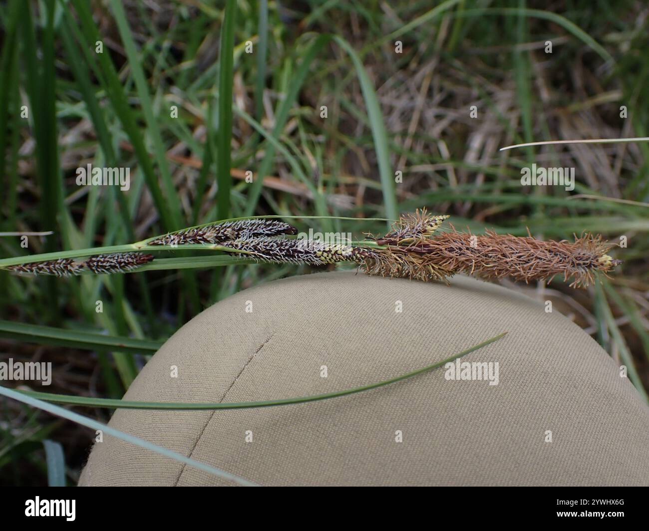 water sedge (Carex aquatilis Stock Photo - Alamy