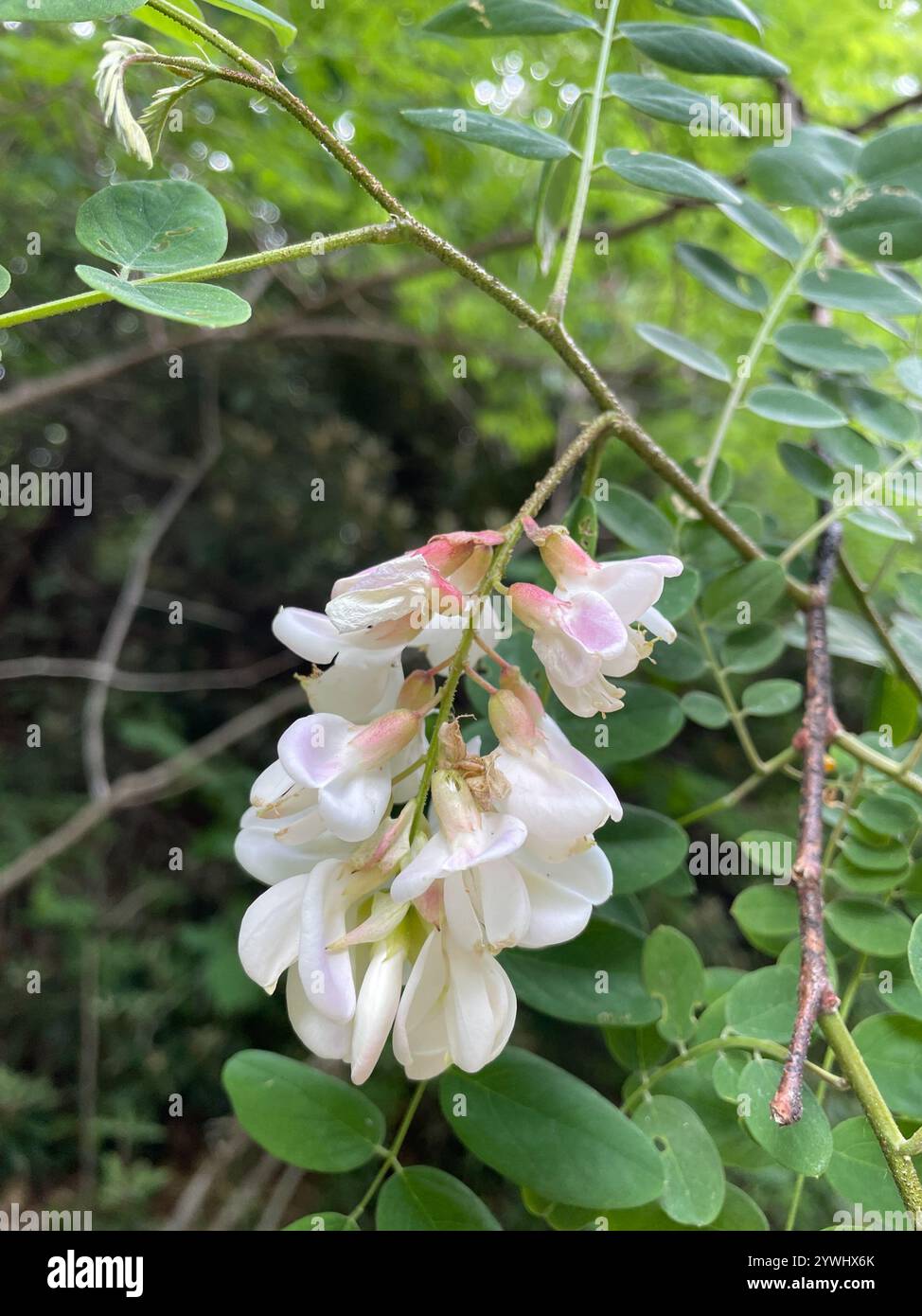 Clammy locust hi-res stock photography and images - Alamy