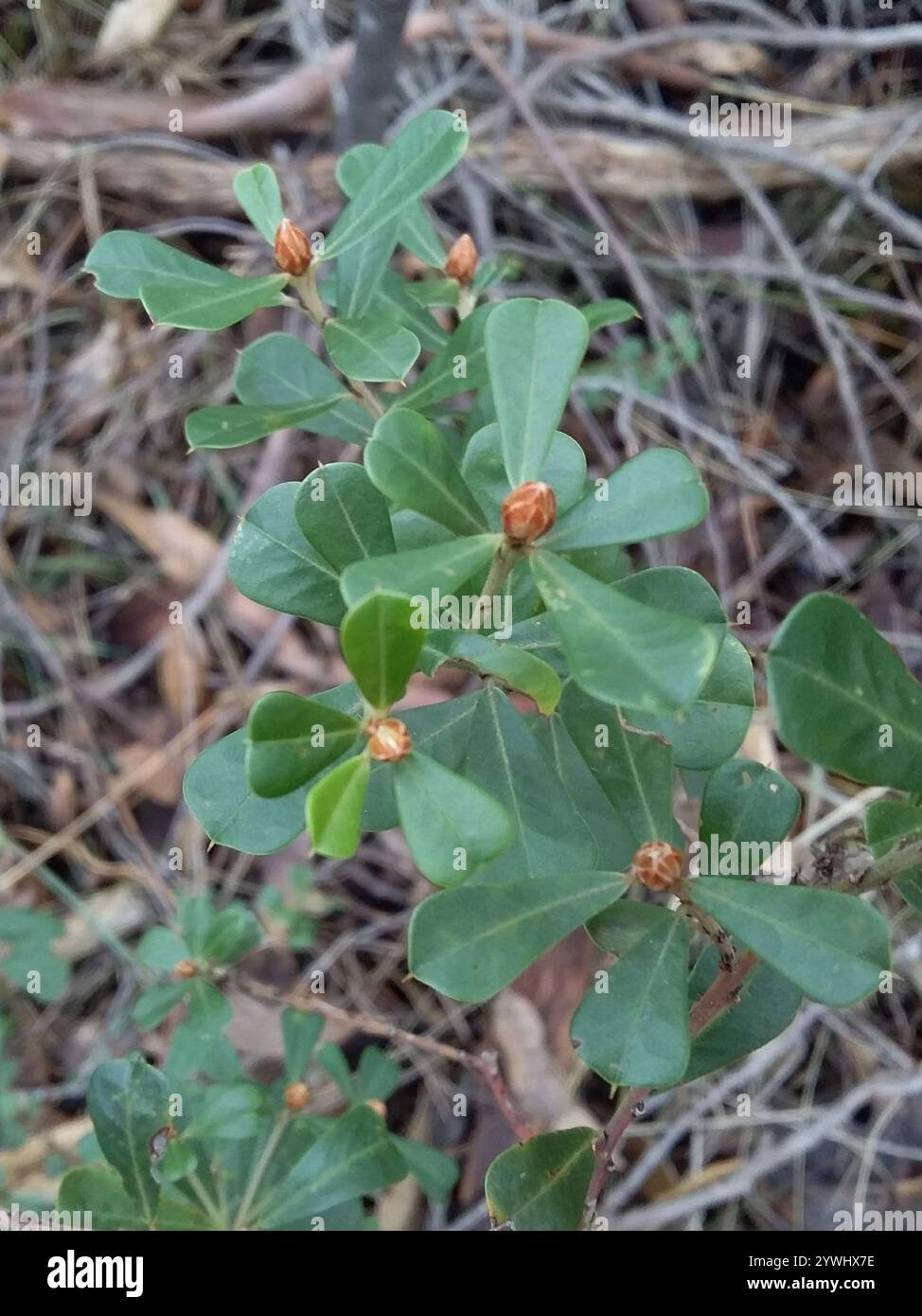 Large-leaf Bush Pea (Pultenaea daphnoides Stock Photo - Alamy
