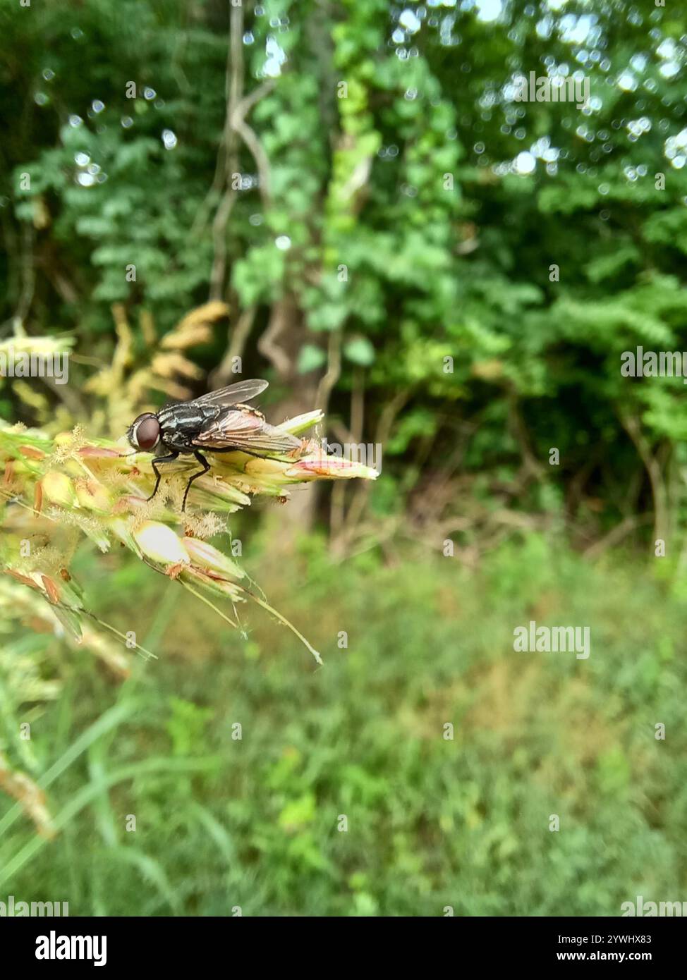 Face fly (Musca autumnalis Stock Photo - Alamy