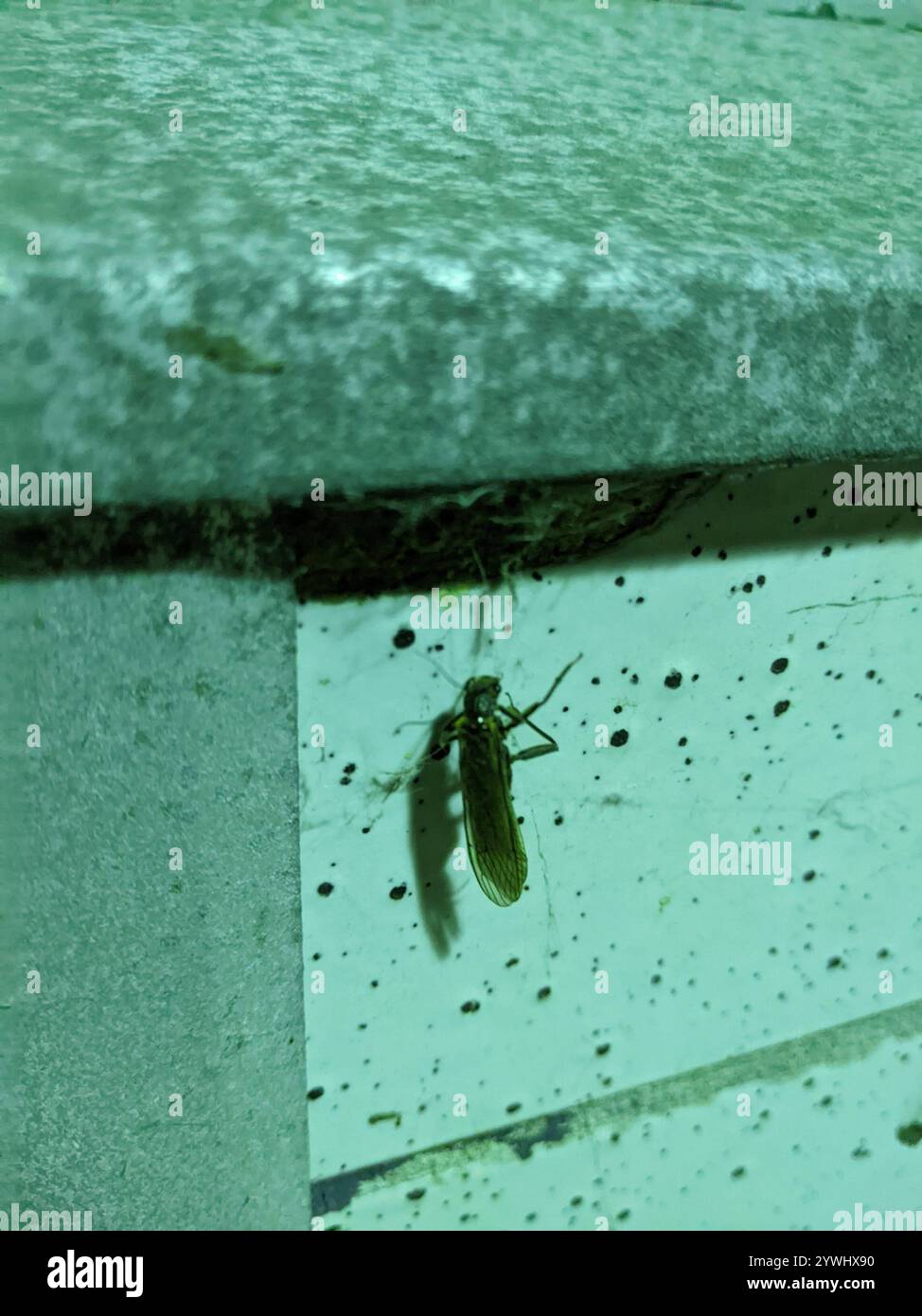 Common Stoneflies (Perlidae Stock Photo - Alamy
