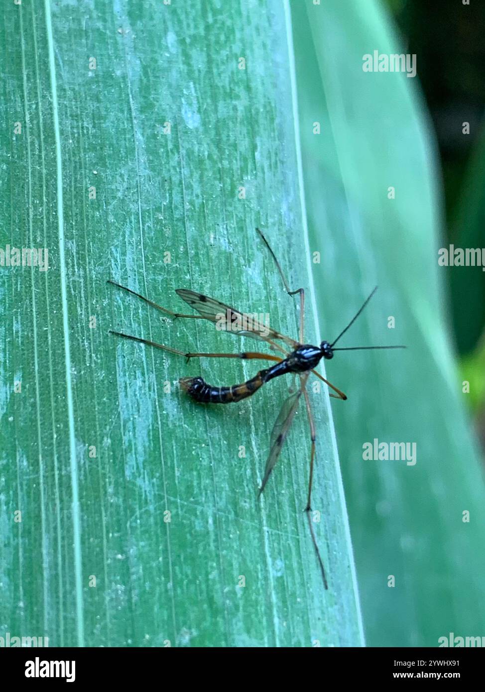 orange-marked cranefly (Ptychoptera contaminata Stock Photo - Alamy