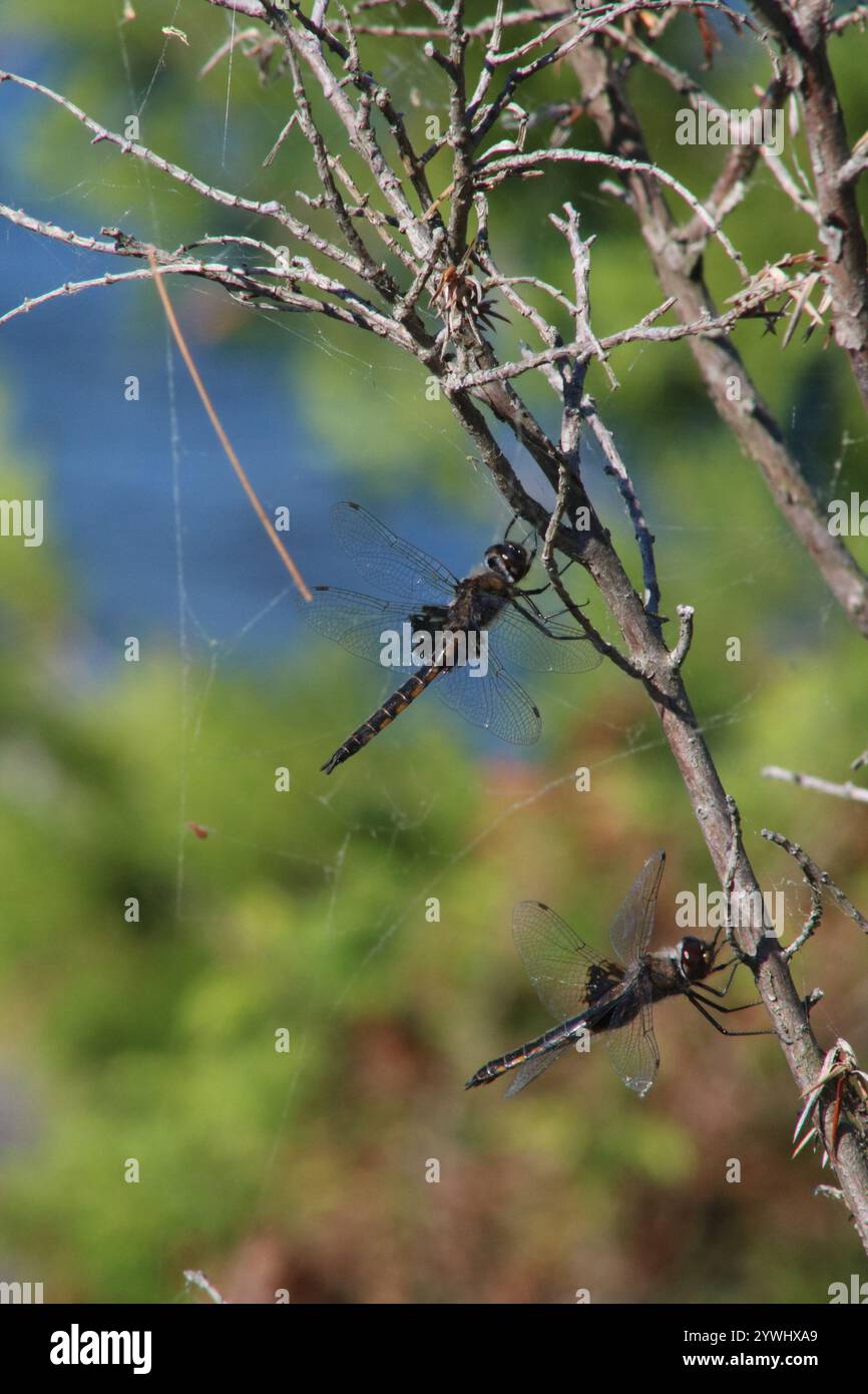 Common Baskettail (Epitheca cynosura Stock Photo - Alamy