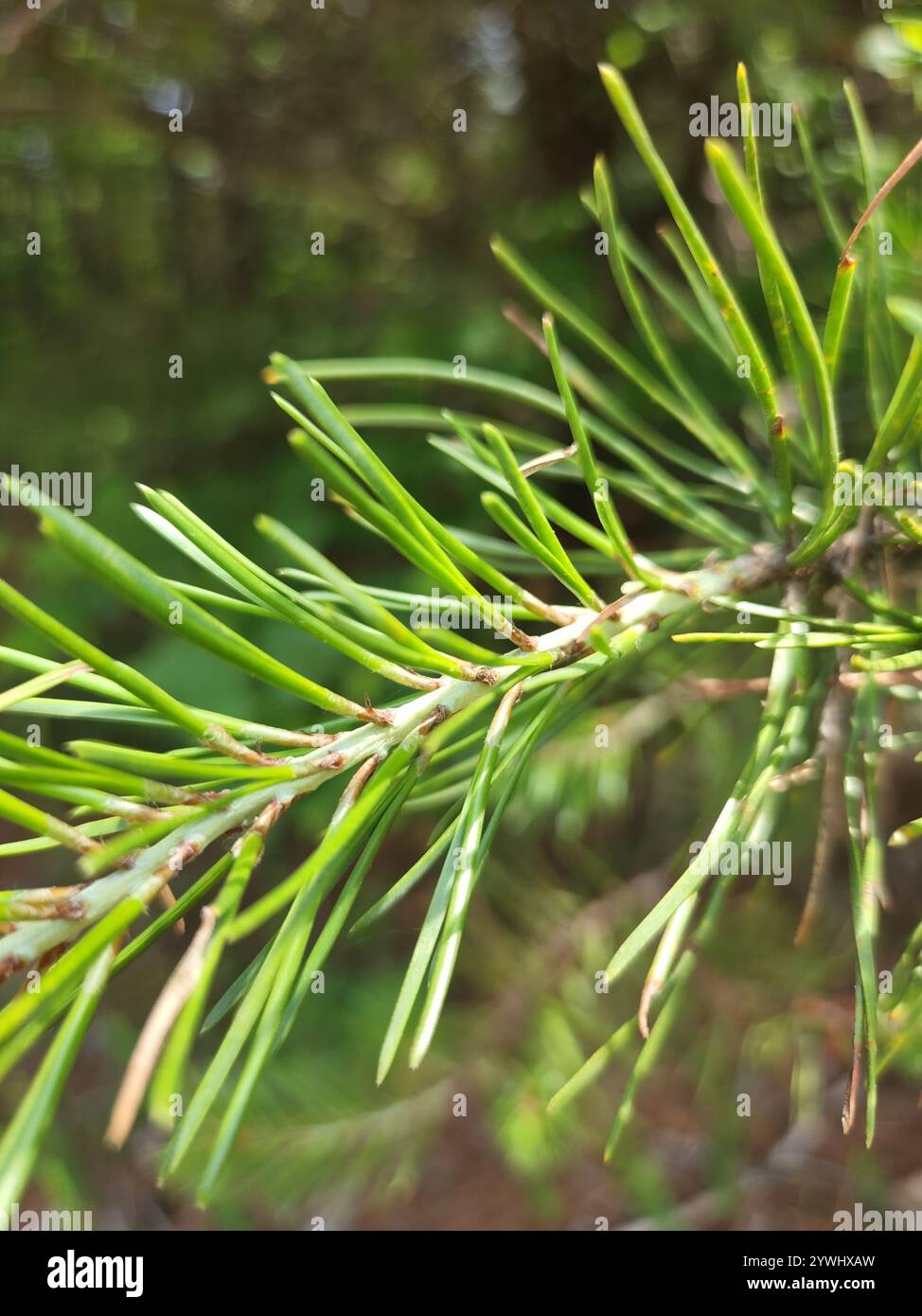 Virginia pine (Pinus virginiana Stock Photo - Alamy