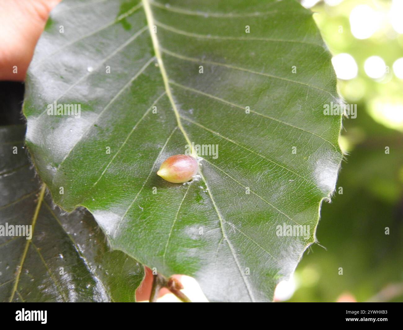 Beech Gall Midge (Mikiola fagi Stock Photo - Alamy