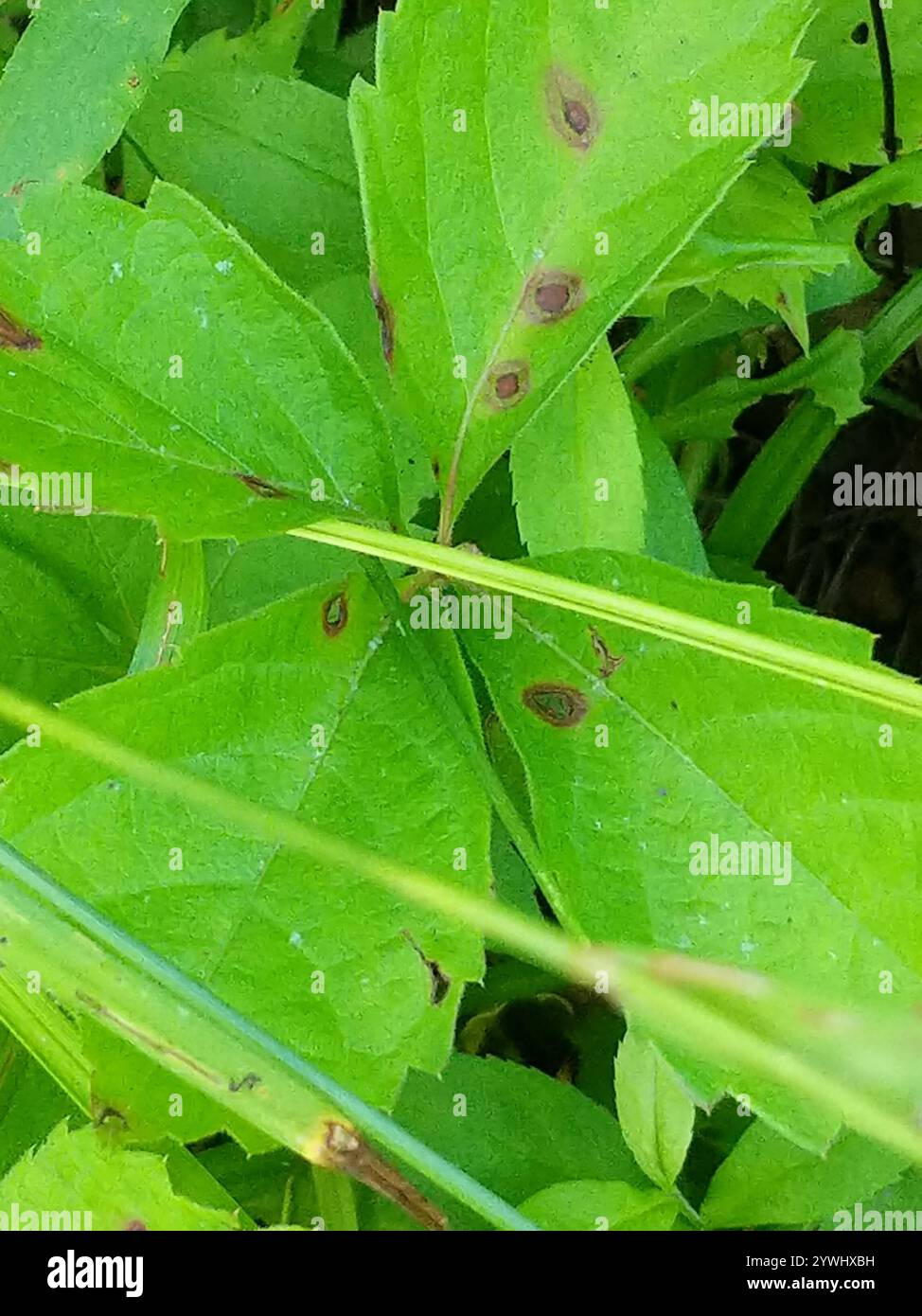 Virginia Creeper Leaf Spot (Phyllosticta parthenocissi Stock Photo - Alamy