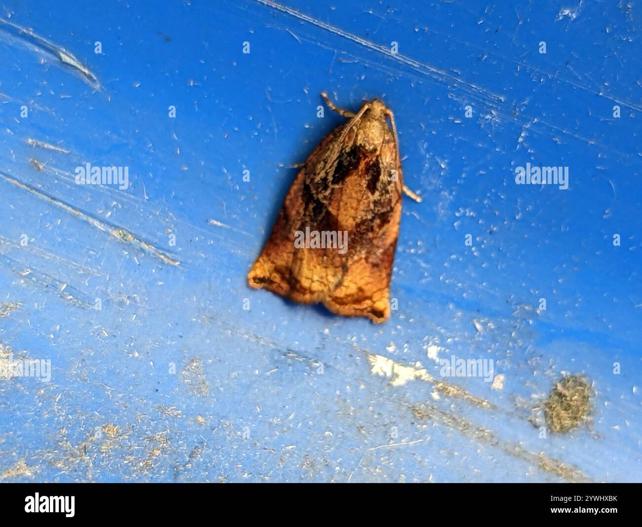Archips podana hi-res stock photography and images - Alamy