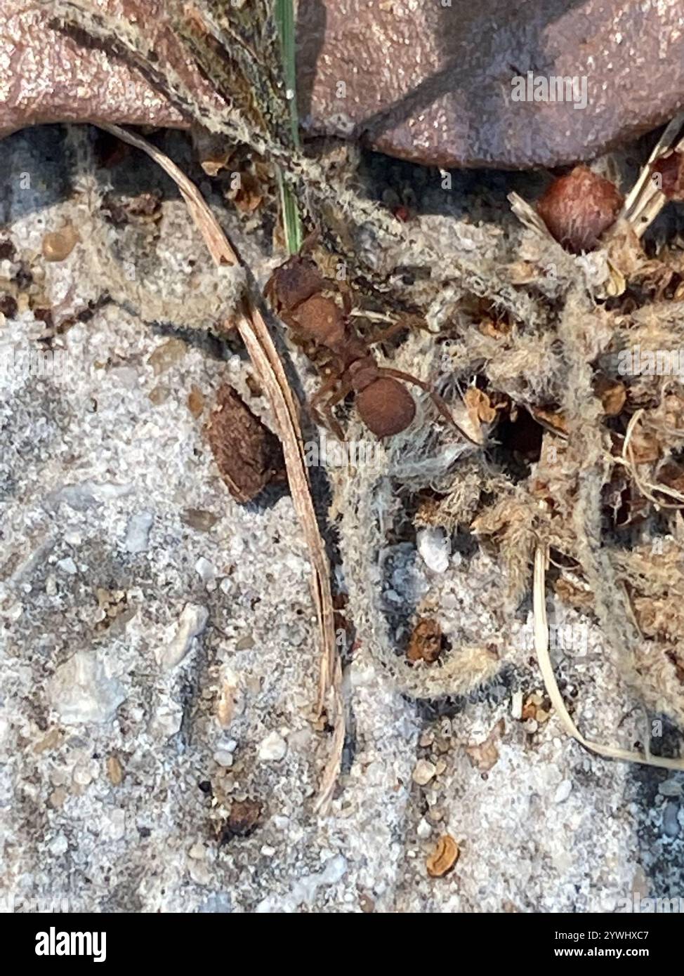 Northern Fungus-farming Ant (Trachymyrmex septentrionalis Stock Photo ...