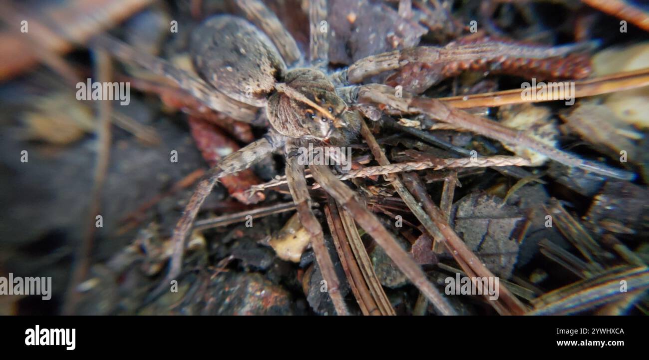 Georgia Wolf Spider (Tigrosa georgicola Stock Photo - Alamy