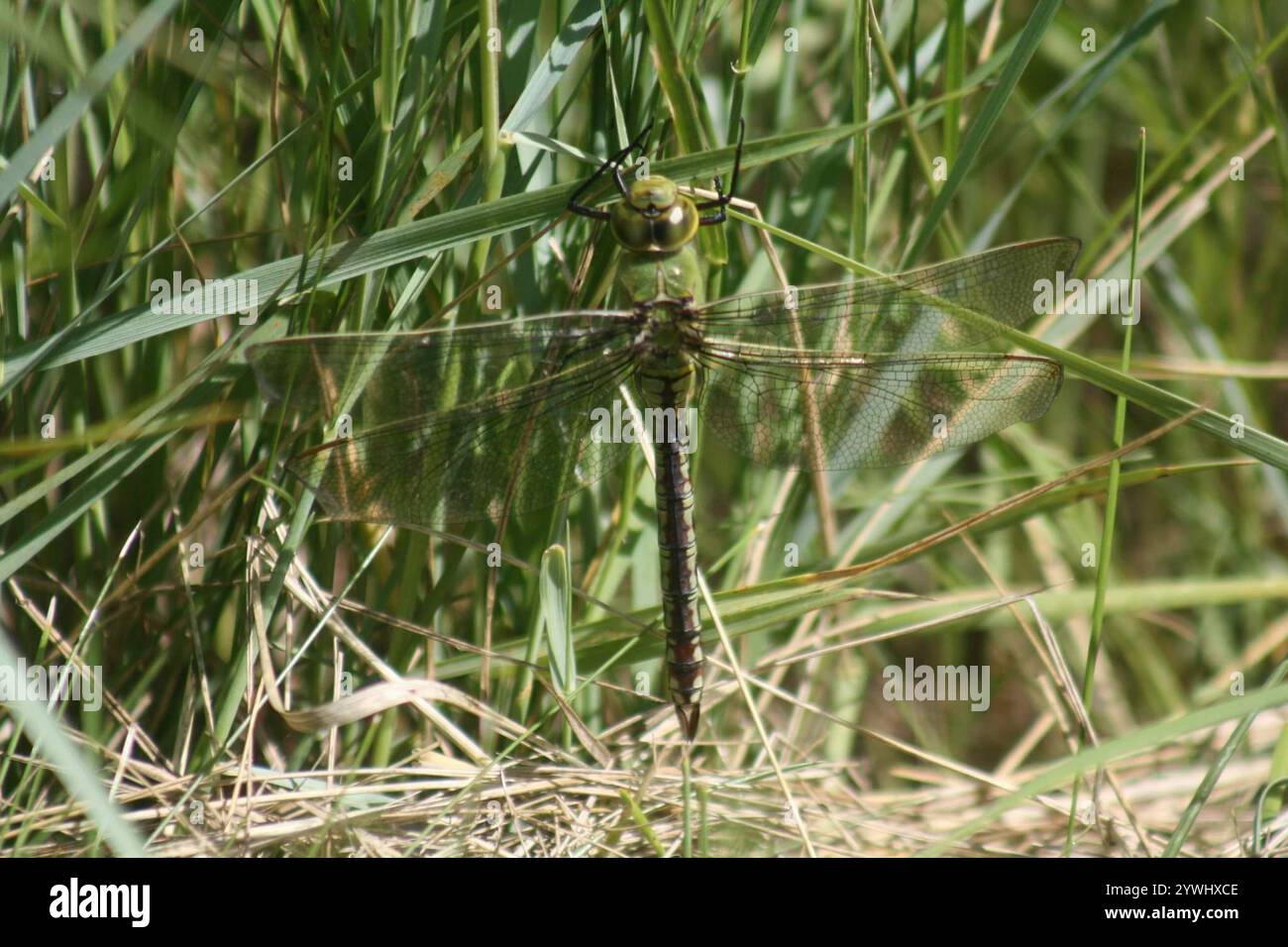 Blue Emperor (Anax imperator Stock Photo - Alamy