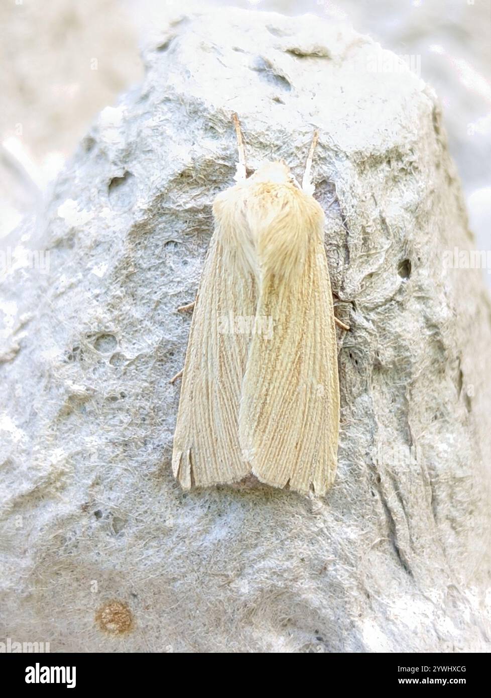 Common Wainscot (Mythimna pallens Stock Photo - Alamy