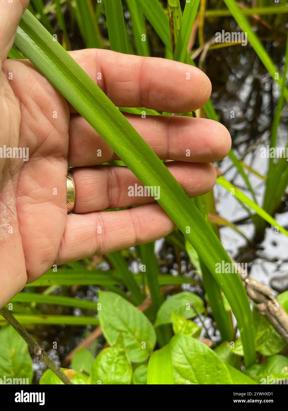 American bur-reed (Sparganium americanum Stock Photo - Alamy