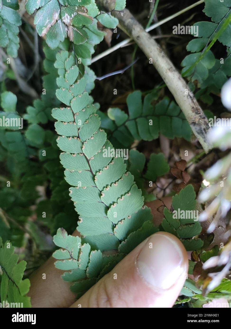 Cunningham's maidenhair (Adiantum cunninghamii Stock Photo - Alamy