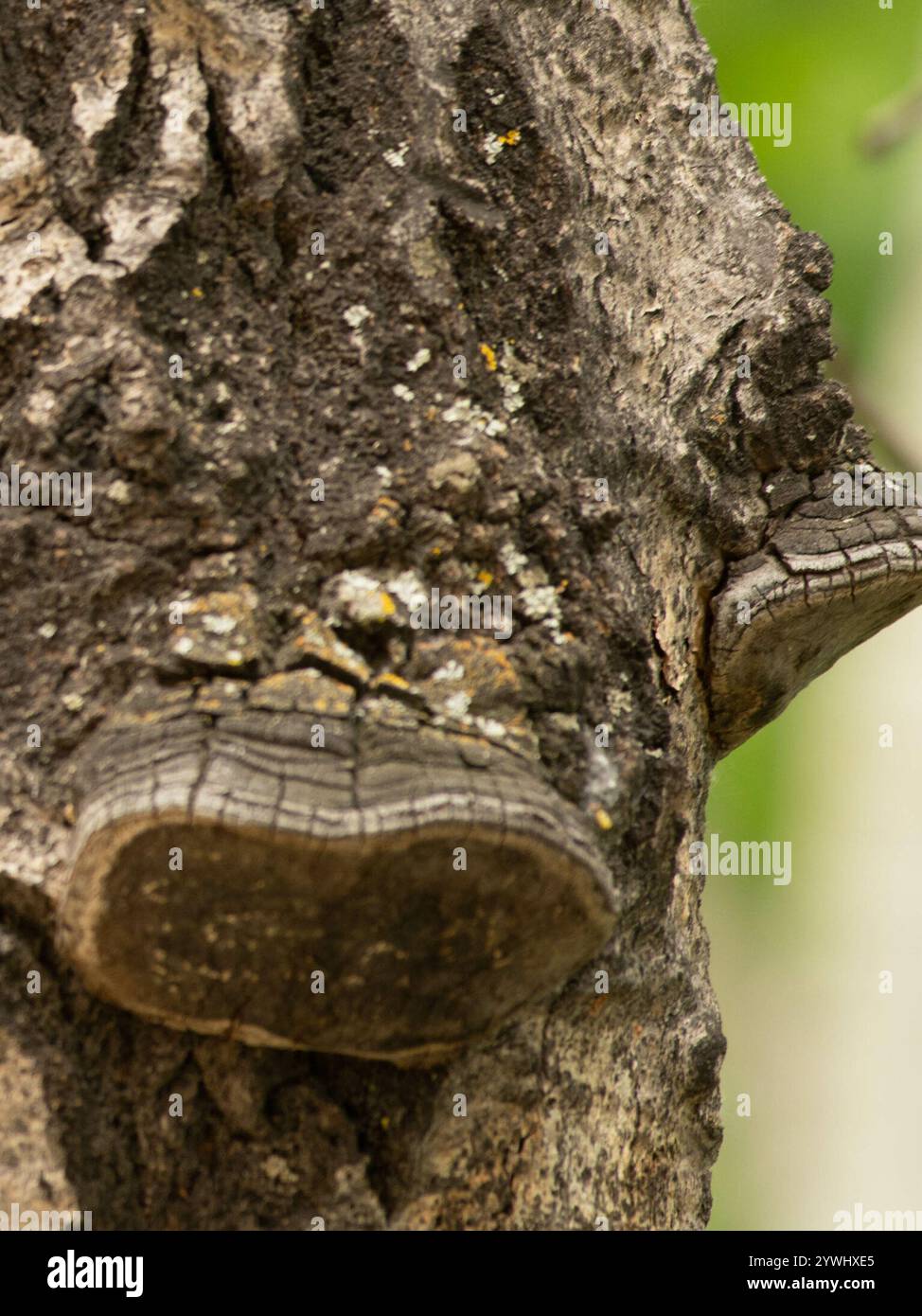 Aspen Bracket (Phellinus tremulae Stock Photo - Alamy