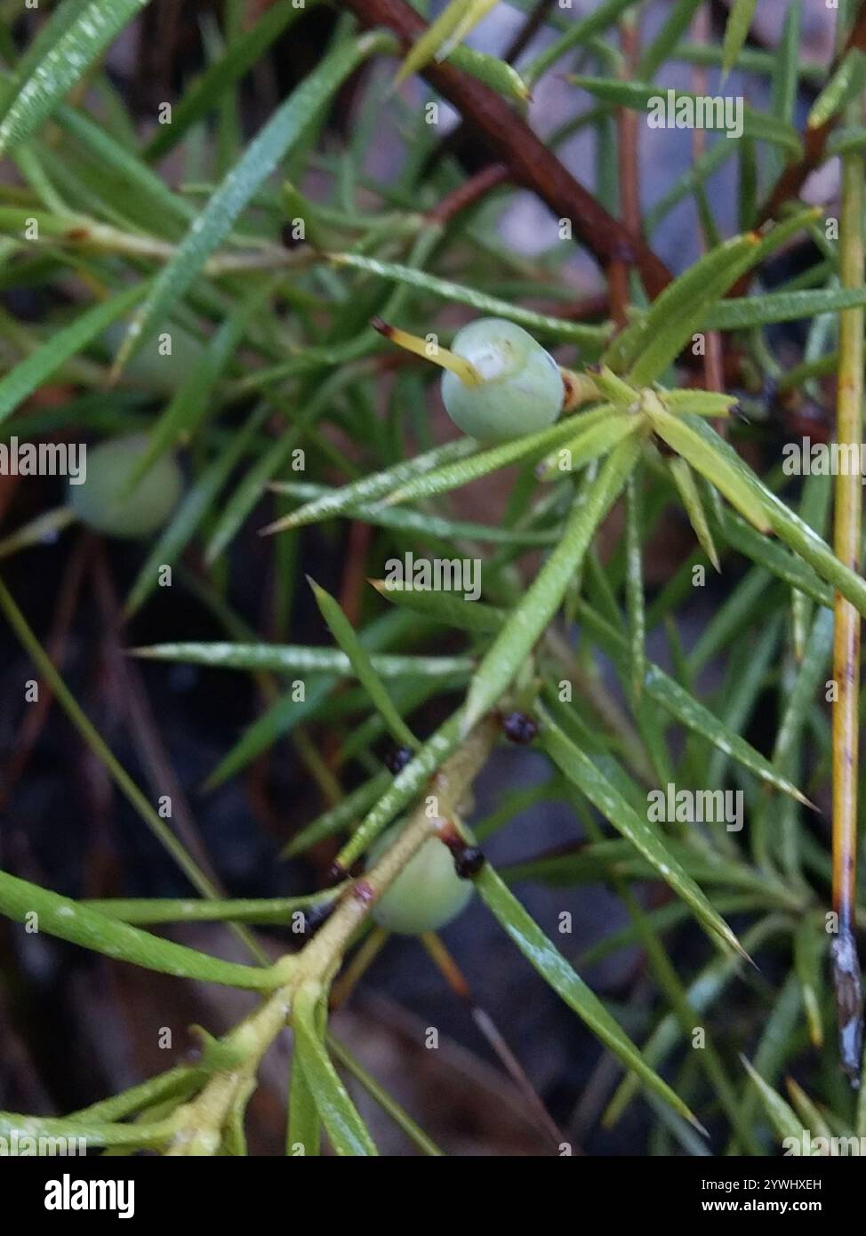 Geebung hi-res stock photography and images - Alamy