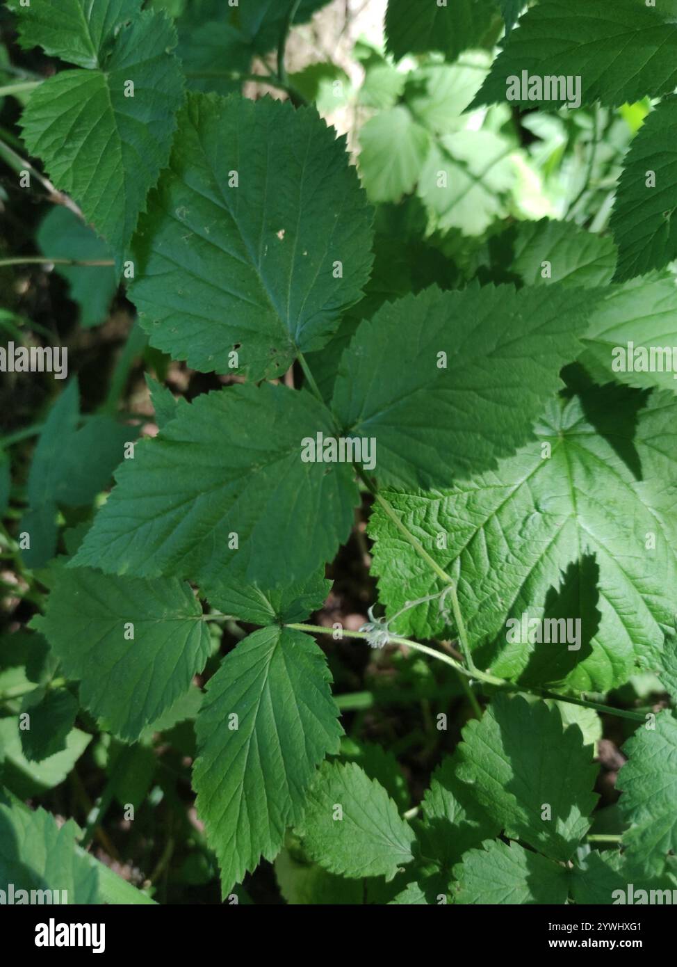 red raspberry (Rubus idaeus Stock Photo - Alamy
