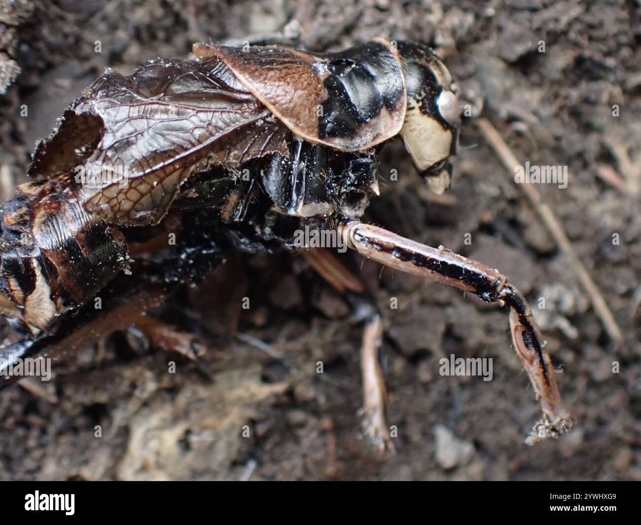 Great Grig (Cyphoderris monstrosa Stock Photo - Alamy
