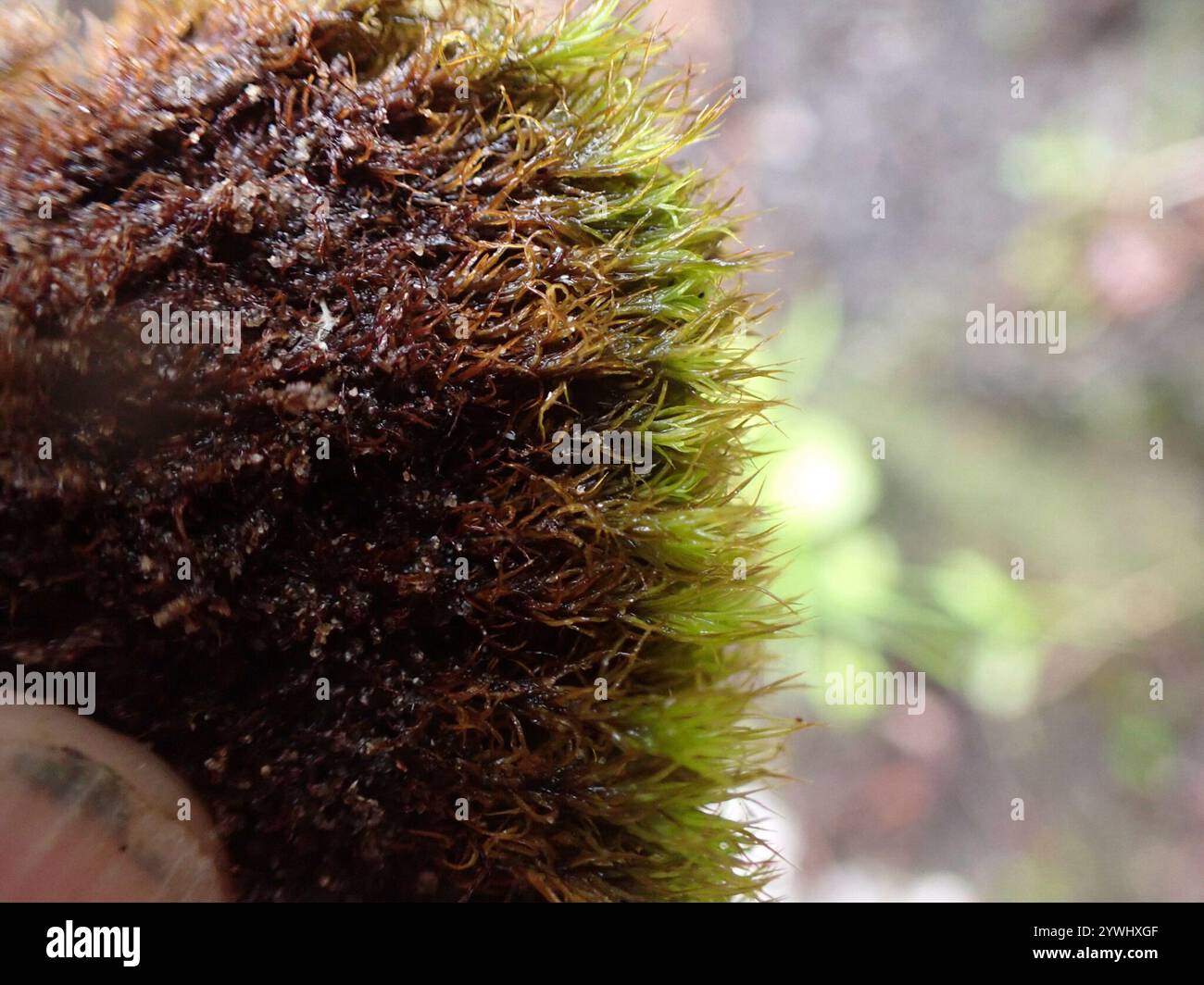 Twisted Moss (Tortella tortuosa Stock Photo - Alamy