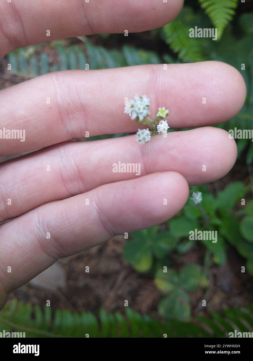 American trailplant (Adenocaulon bicolor Stock Photo - Alamy