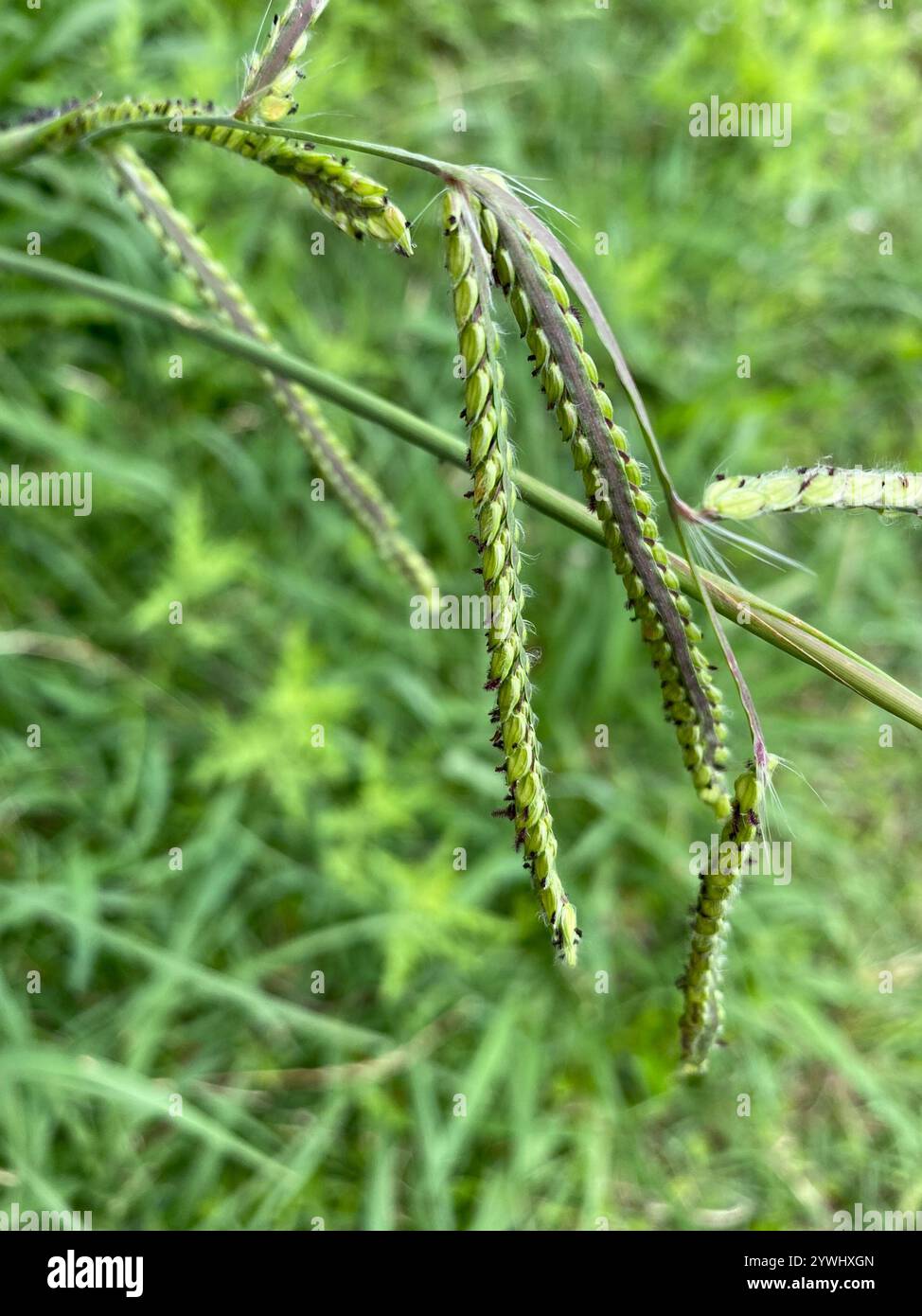 Paspalum dilatatum hi-res stock photography and images - Alamy