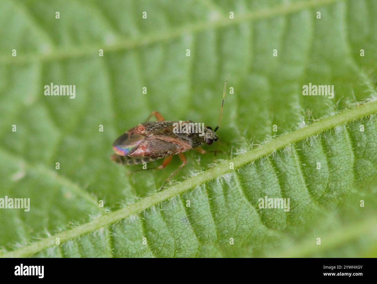 Psallus hi-res stock photography and images - Alamy