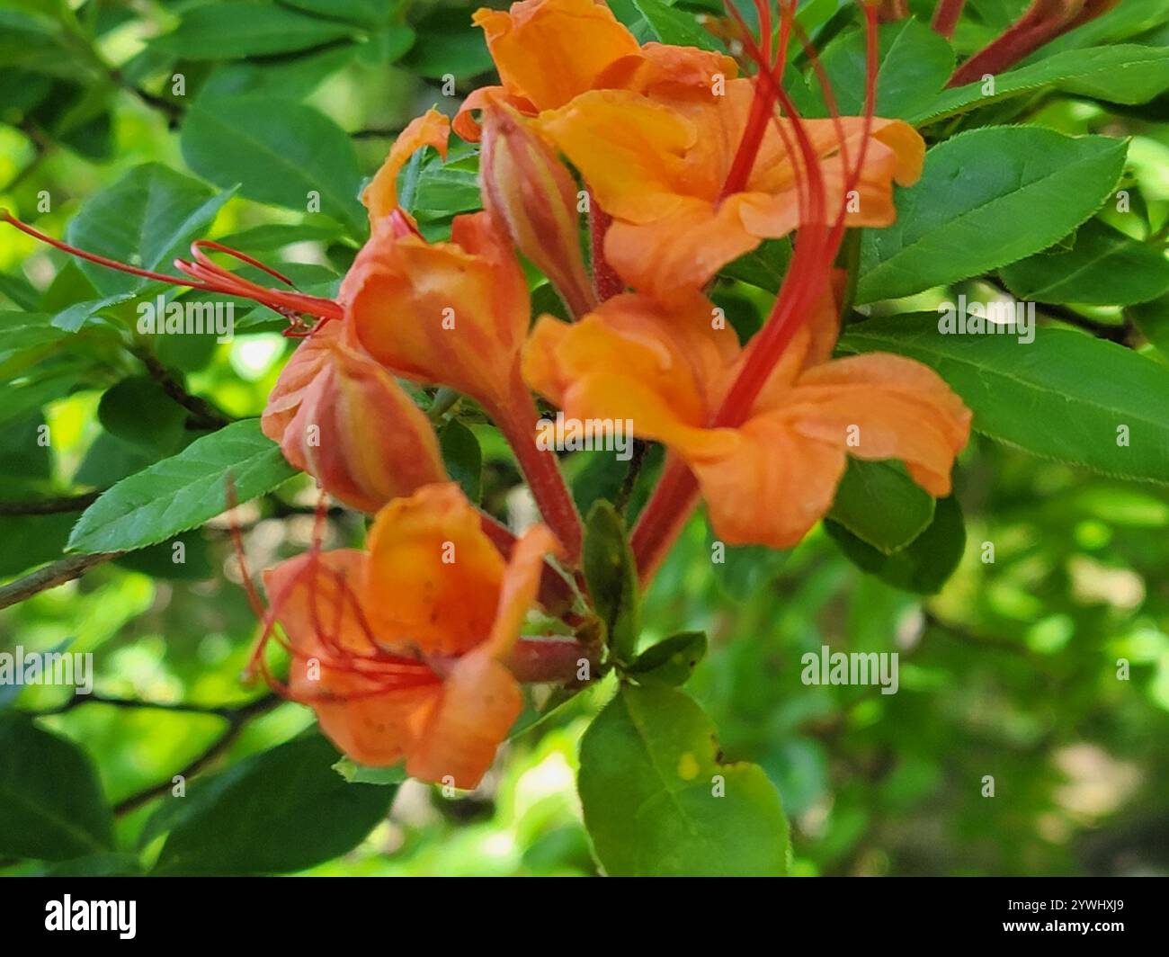 Flame Azalea (Rhododendron calendulaceum Stock Photo - Alamy
