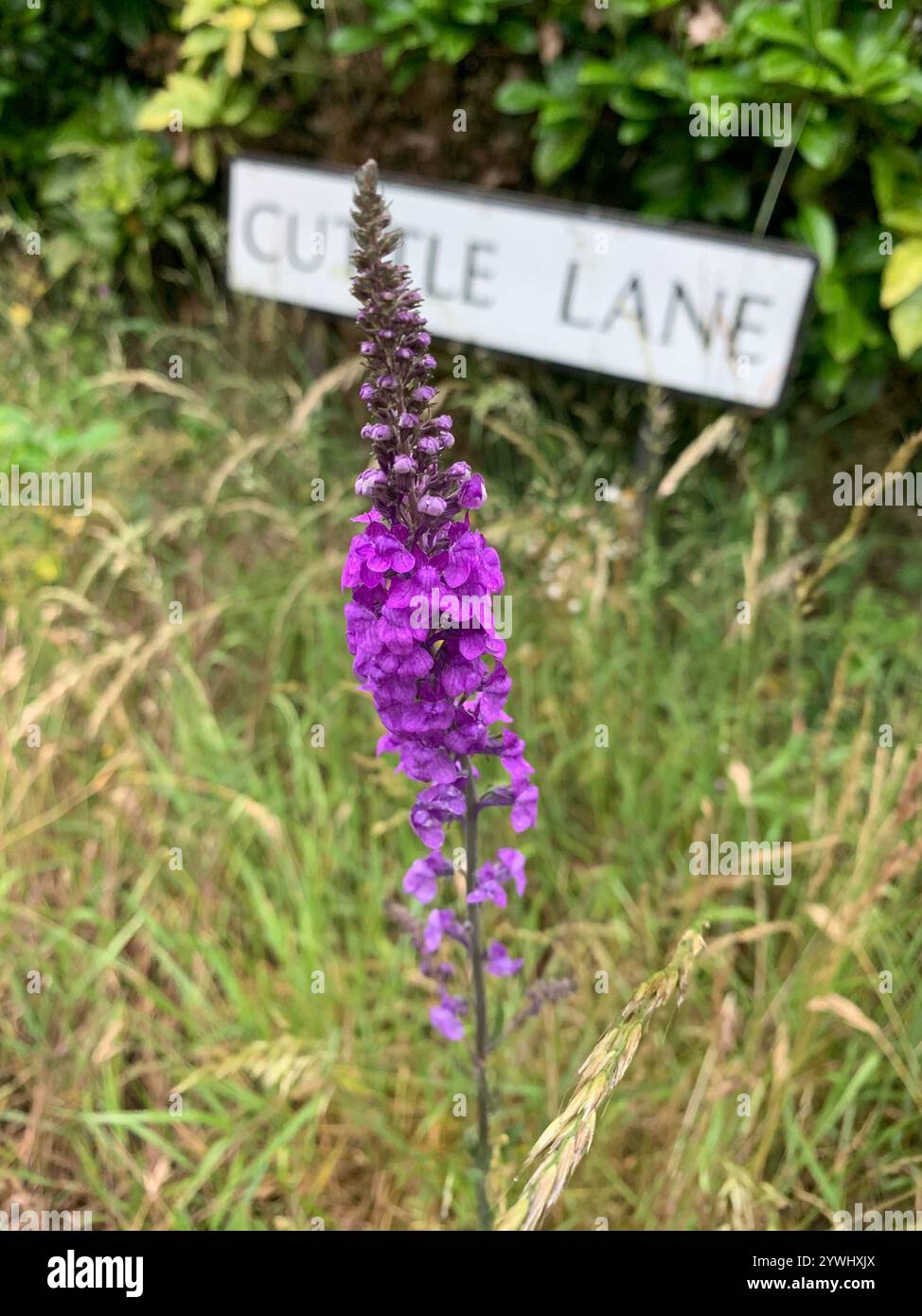 Purple Toadflax (Linaria purpurea Stock Photo - Alamy