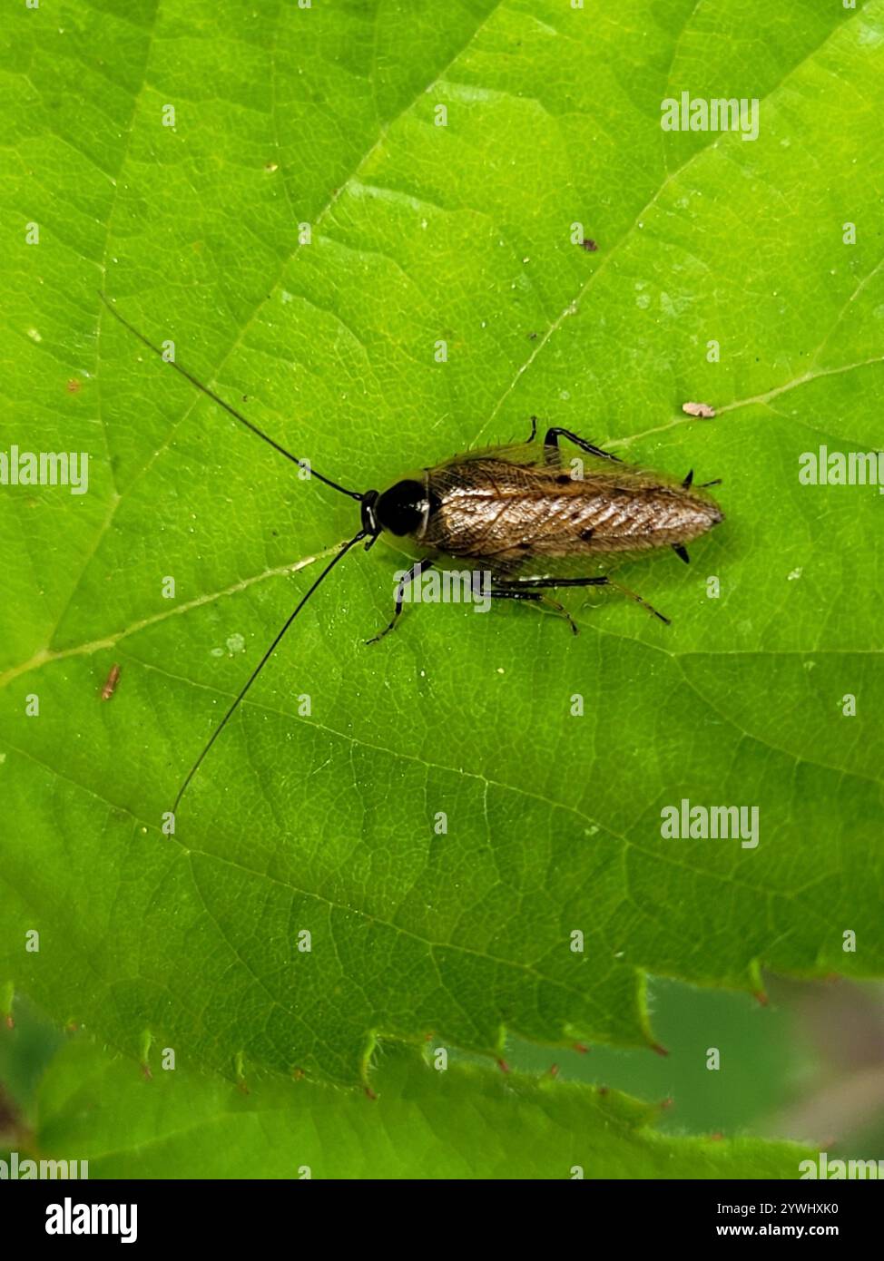 Dusky Cockroach (Ectobius lapponicus Stock Photo - Alamy