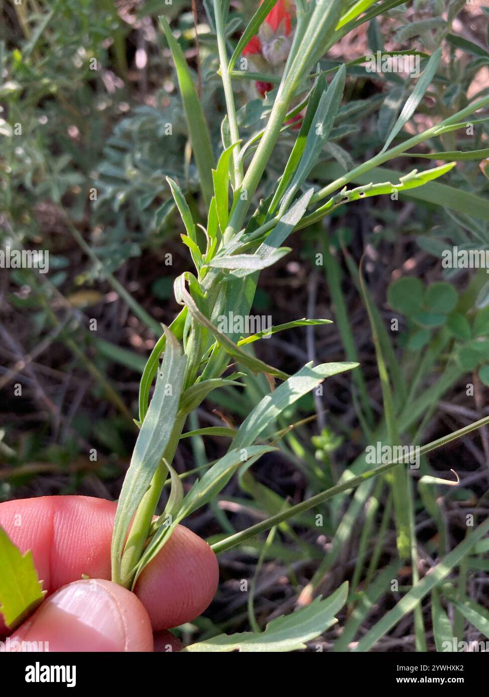 Common Peppergrass (Lepidium densiflorum Stock Photo - Alamy