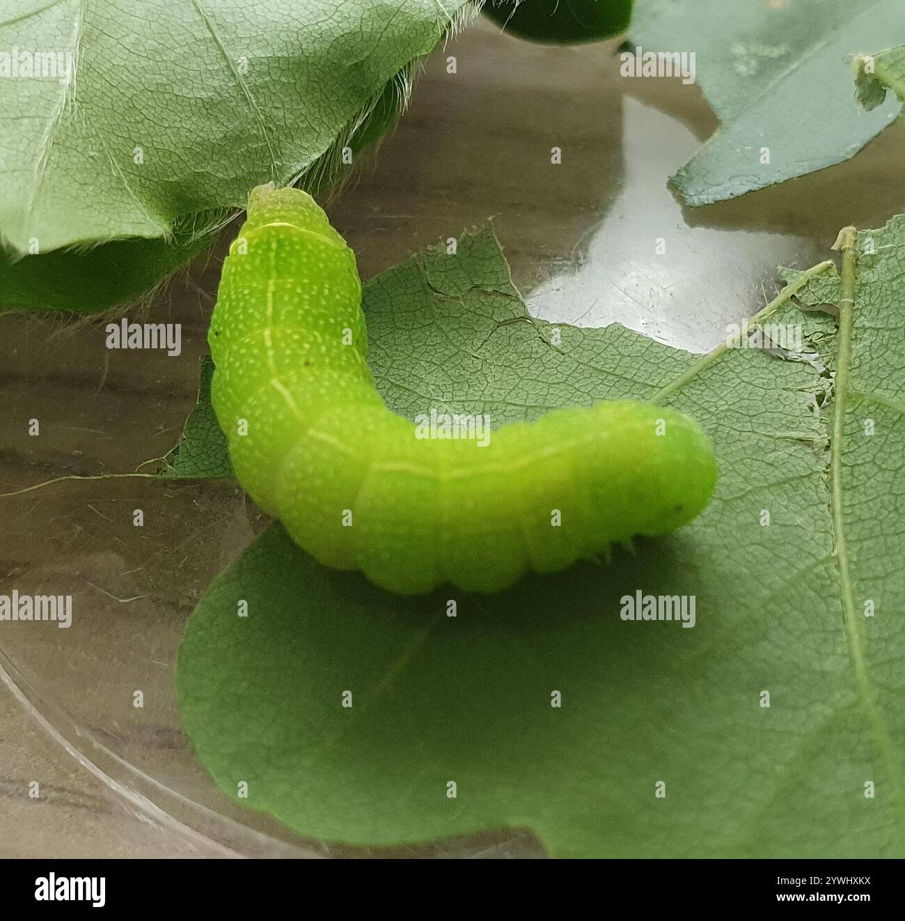 Common Quaker (Orthosia cerasi Stock Photo - Alamy