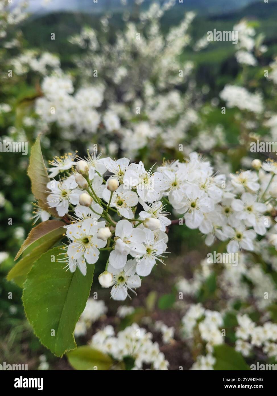 fire cherry (Prunus pensylvanica Stock Photo - Alamy