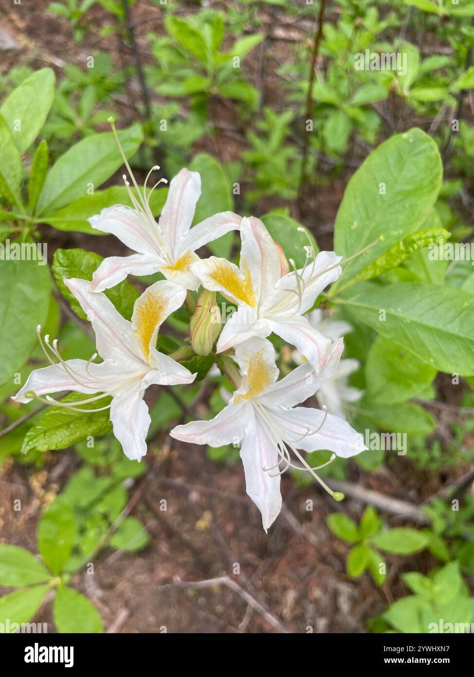 western azalea (Rhododendron occidentale Stock Photo - Alamy