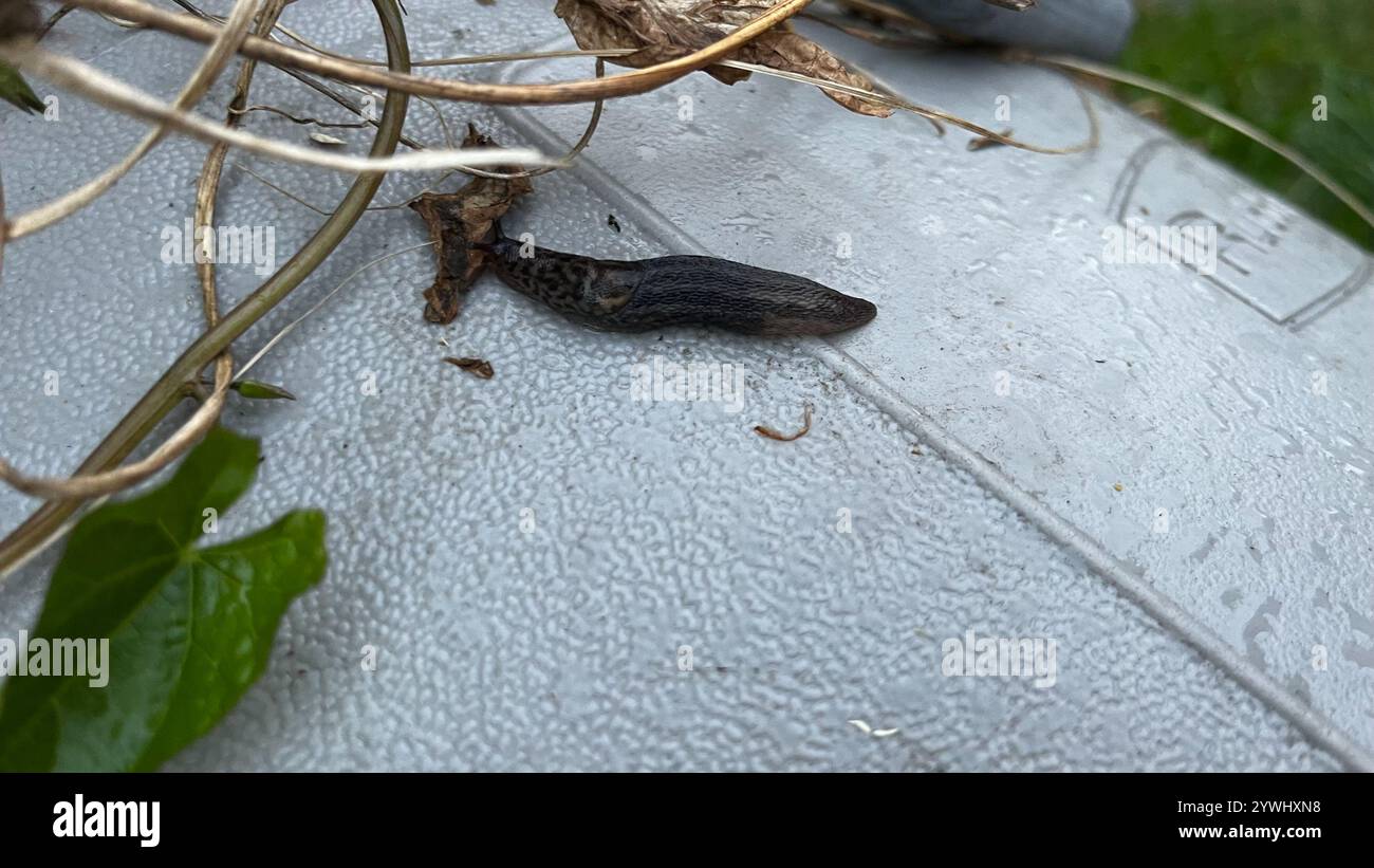 Leopard Slug (Limax maximus Stock Photo - Alamy