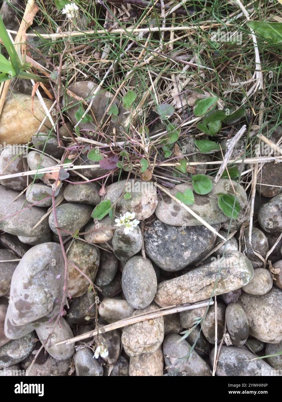 Scurvy grass (Cochlearia officinalis Stock Photo - Alamy