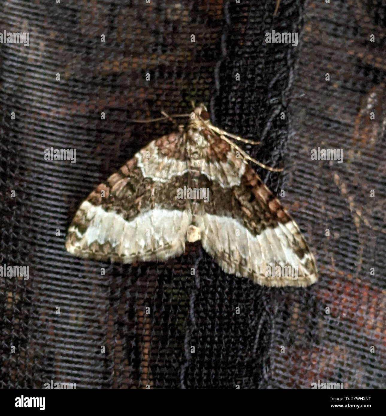 American Sharp-angled Carpet (Euphyia intermediata Stock Photo - Alamy