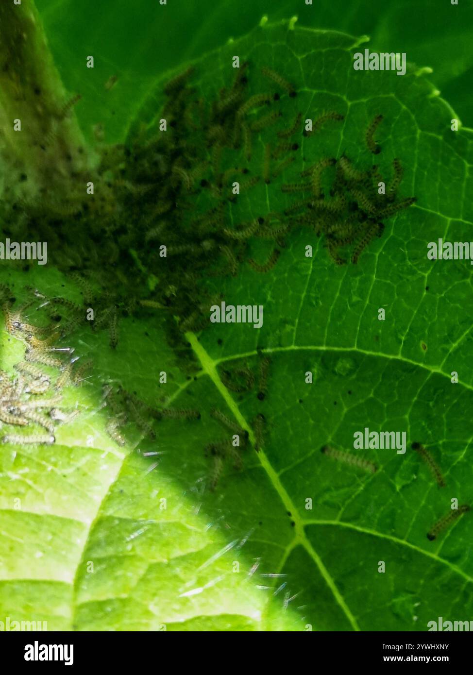 Fall Webworm Moth (Hyphantria cunea Stock Photo - Alamy