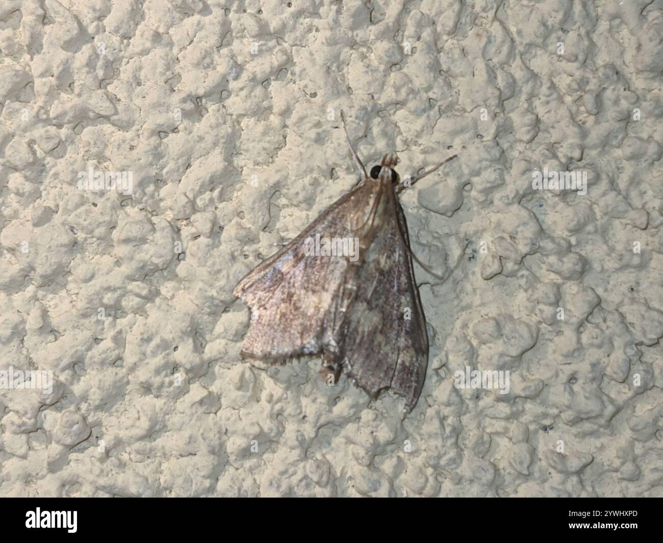 European Corn Borer Moth (Ostrinia nubilalis Stock Photo - Alamy