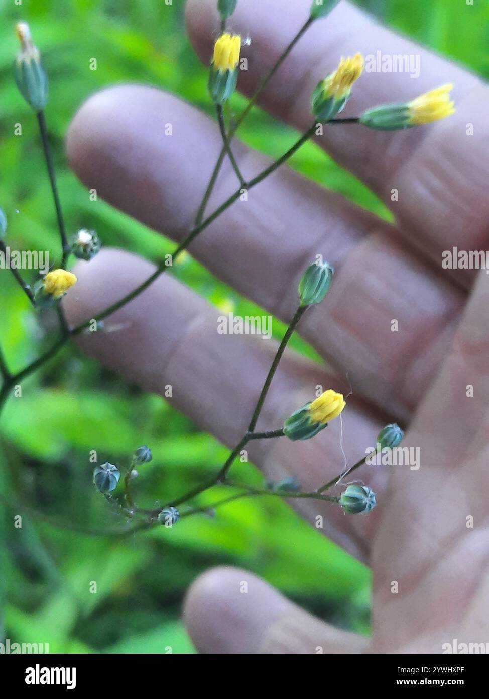 nipplewort (Lapsana communis Stock Photo - Alamy