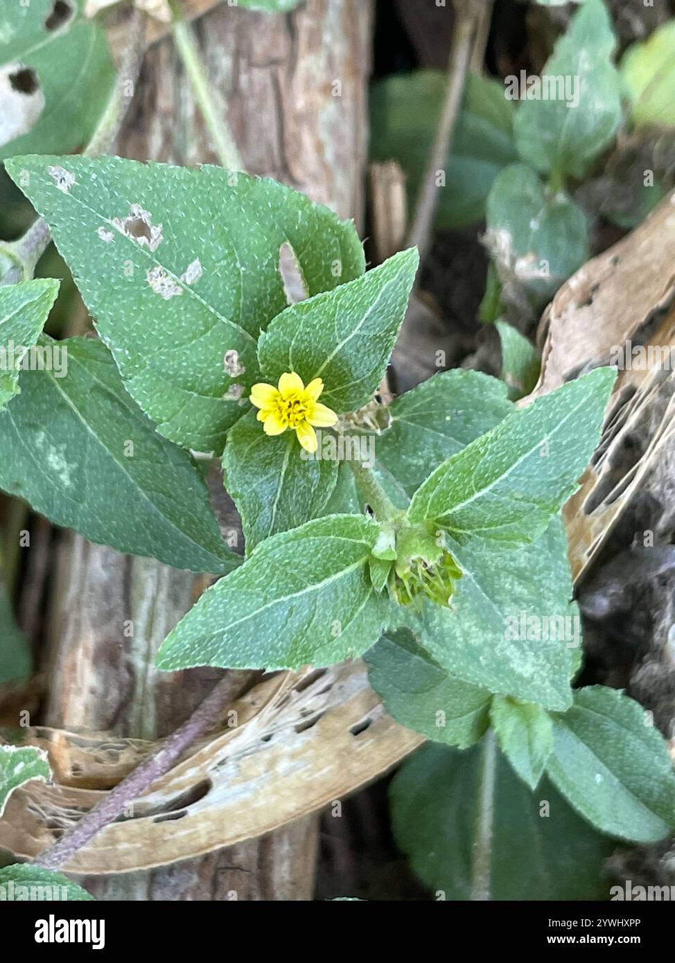 straggler daisy (Calyptocarpus vialis Stock Photo - Alamy