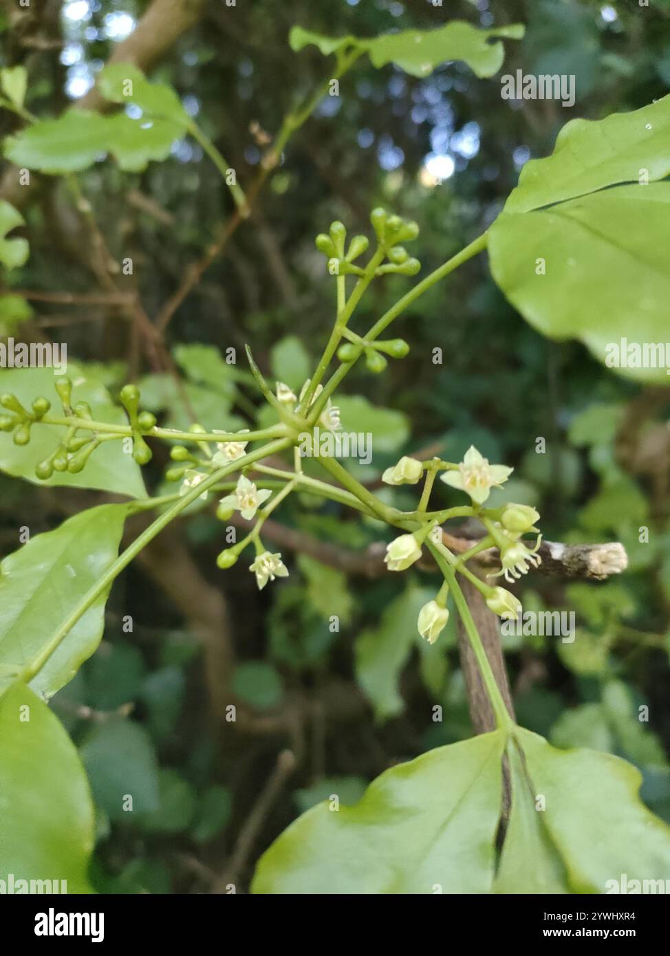 Wharangi (Melicope ternata Stock Photo - Alamy