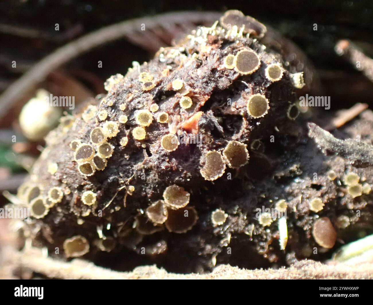 Ascobolus hi-res stock photography and images - Alamy