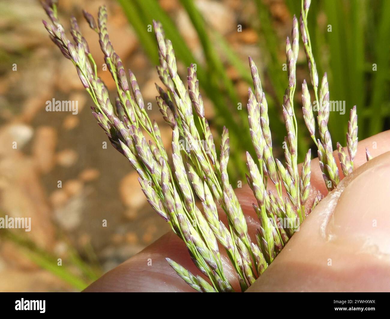 grasses, sedges, cattails, and allies (Poales Stock Photo - Alamy