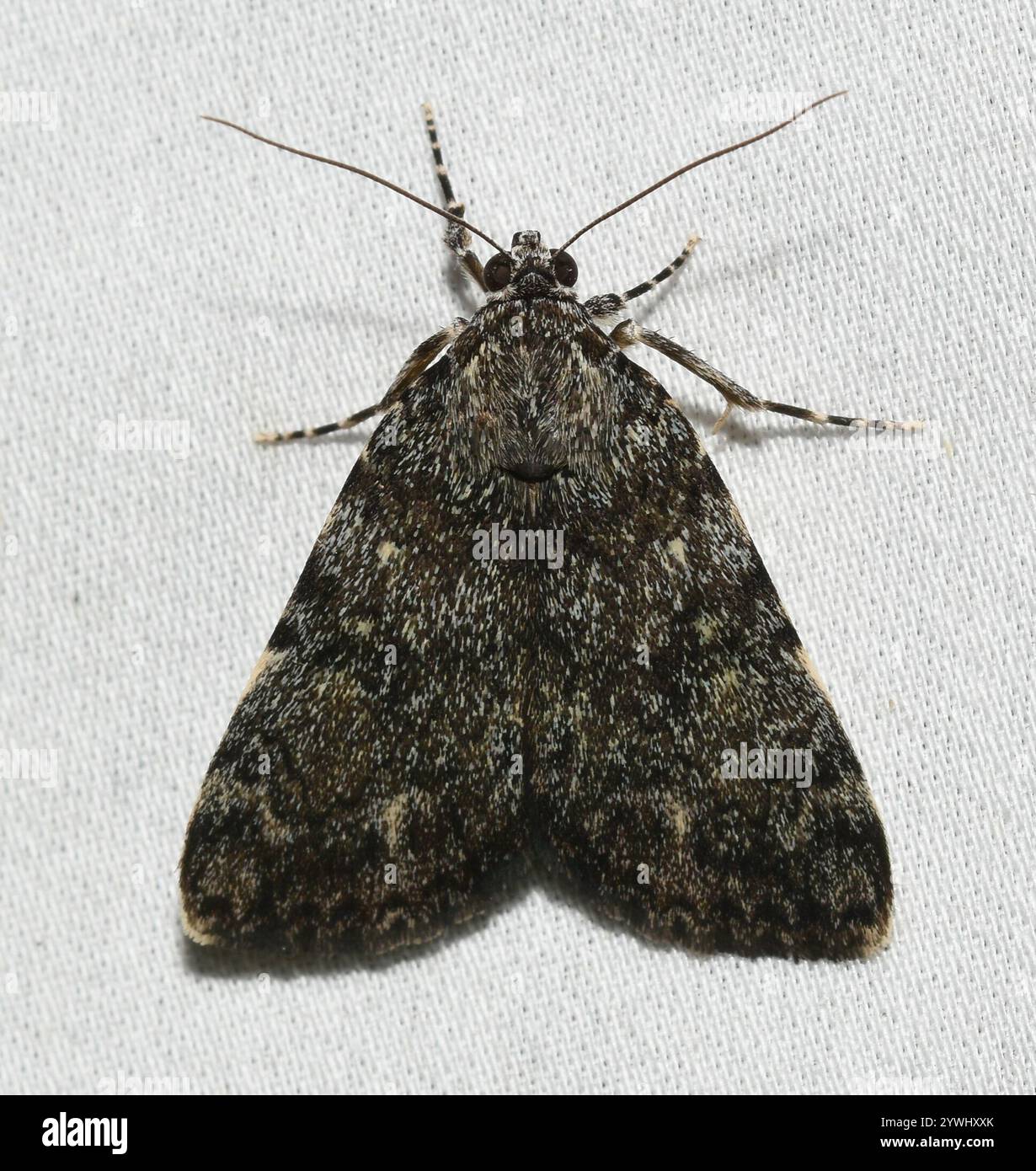 Underwing Moths (Catocala Stock Photo - Alamy