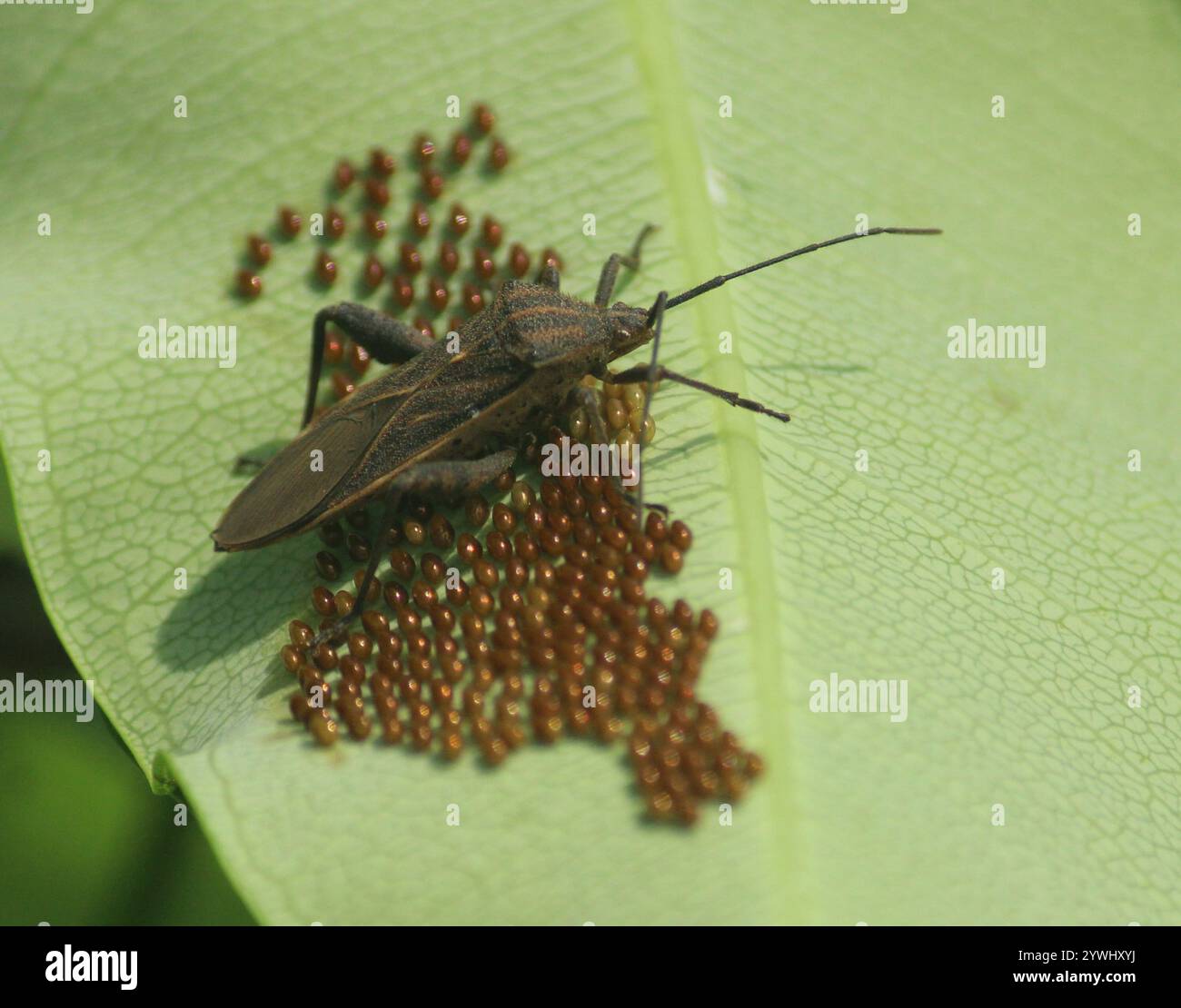 sweet potato bug (Physomerus grossipes Stock Photo - Alamy