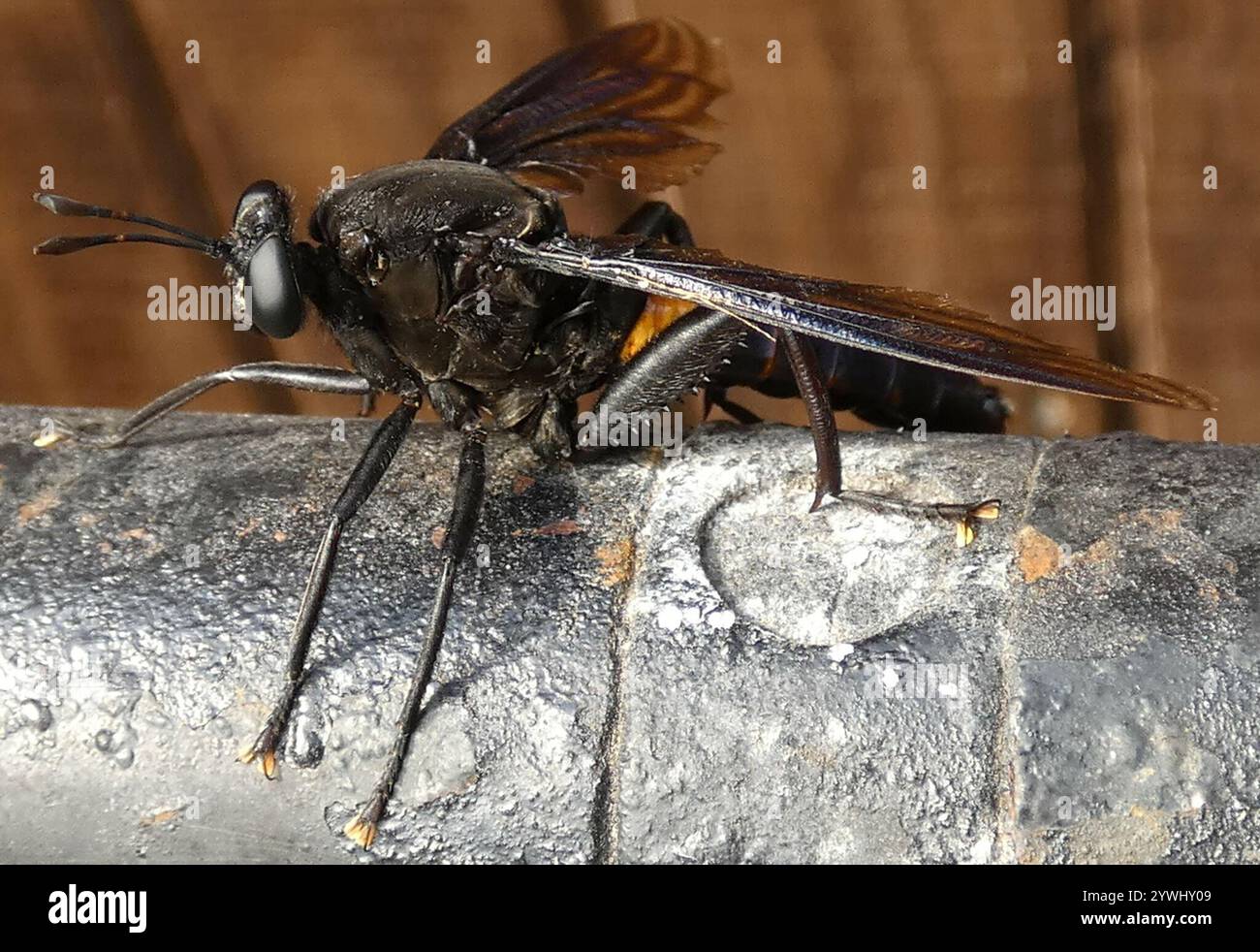 Clubbed Mydas Fly (Mydas clavatus Stock Photo - Alamy