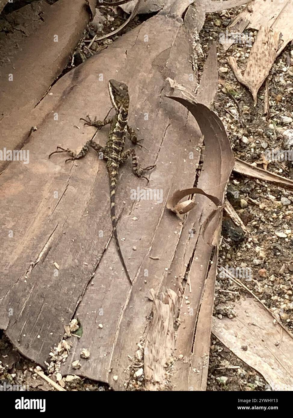 East Himalayan Mountain Lizard (Japalura variegata Stock Photo - Alamy